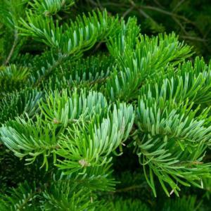 How to care for Trojan fir - Complete Plant Care Guide | PlantSnap ...