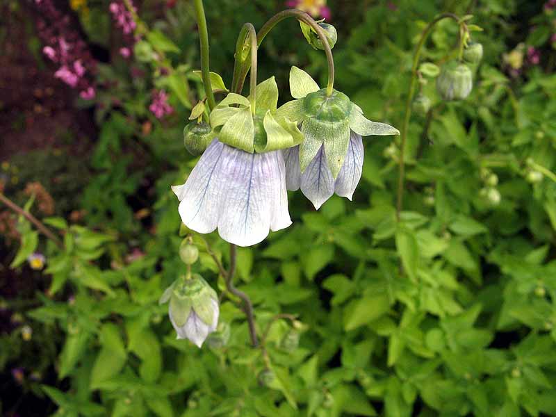 Plantsnap – Identify Plants, Trees, Mushrooms With An App