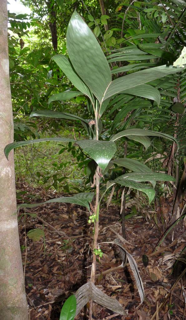 Plantsnap – Identify Plants, Trees, Mushrooms With An App