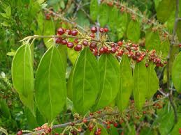 Plantsnap – Identify Plants, Trees, Mushrooms With An App