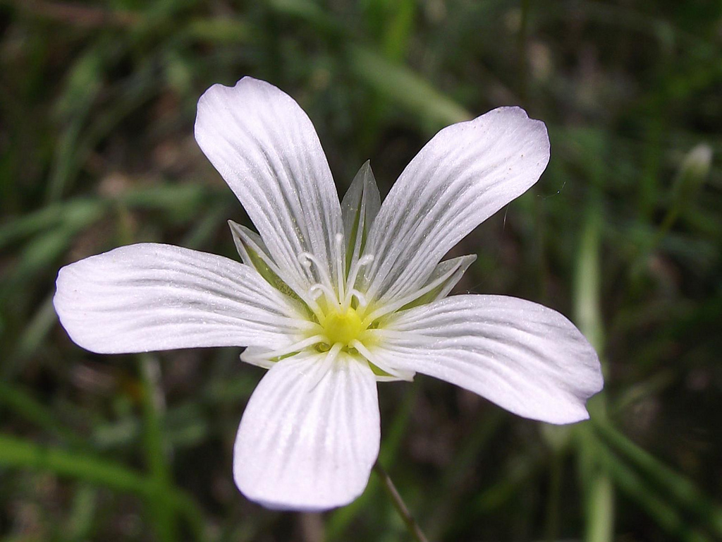 Plantsnap – Identify Plants, Trees, Mushrooms With An App