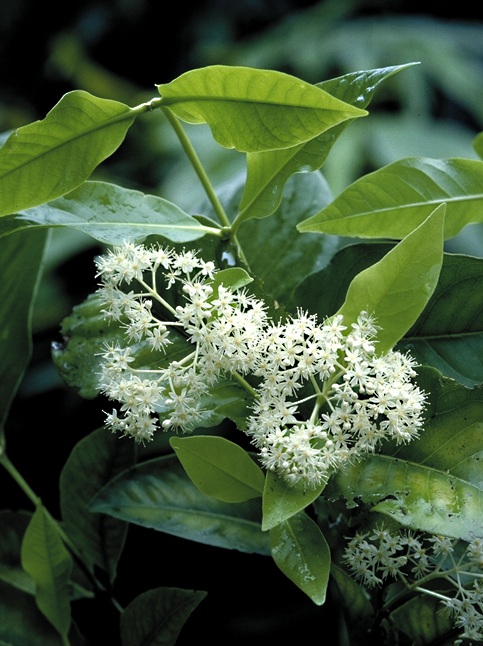 Plantsnap – Identify Plants, Trees, Mushrooms With An App