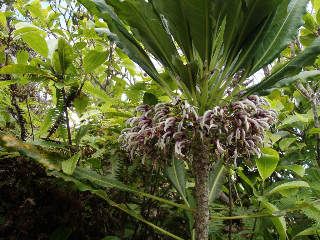 Plantsnap – Identify Plants, Trees, Mushrooms With An App