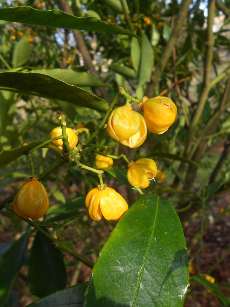 How to care for Wilson's spindle - Complete Plant Care Guide ...