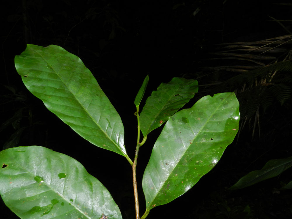 Plantsnap – Identify Plants, Trees, Mushrooms With An App