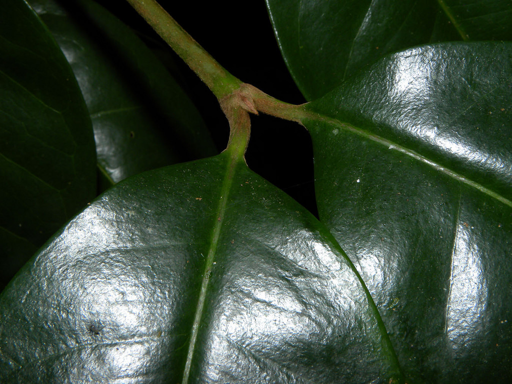 Plantsnap – Identify Plants, Trees, Mushrooms With An App