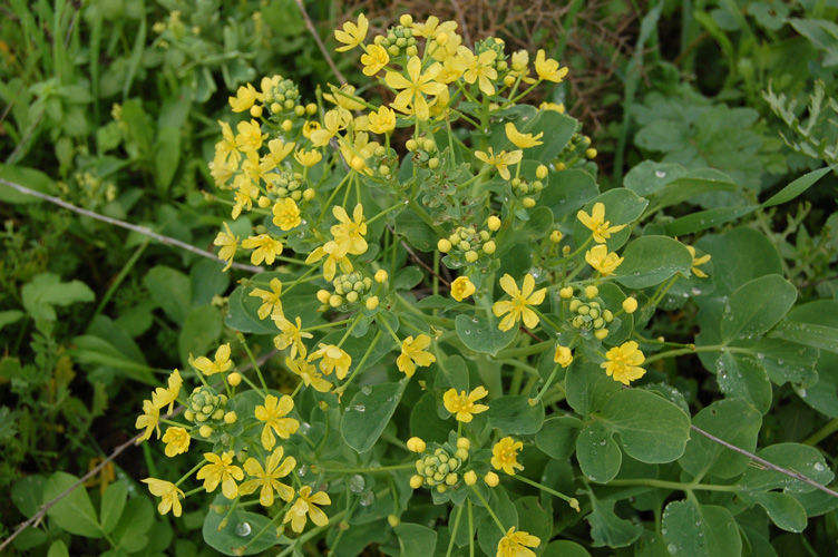 Plantsnap – Identify Plants, Trees, Mushrooms With An App