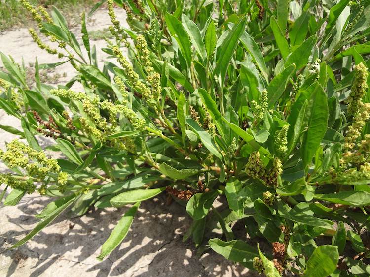 Plantsnap – Identify Plants, Trees, Mushrooms With An App