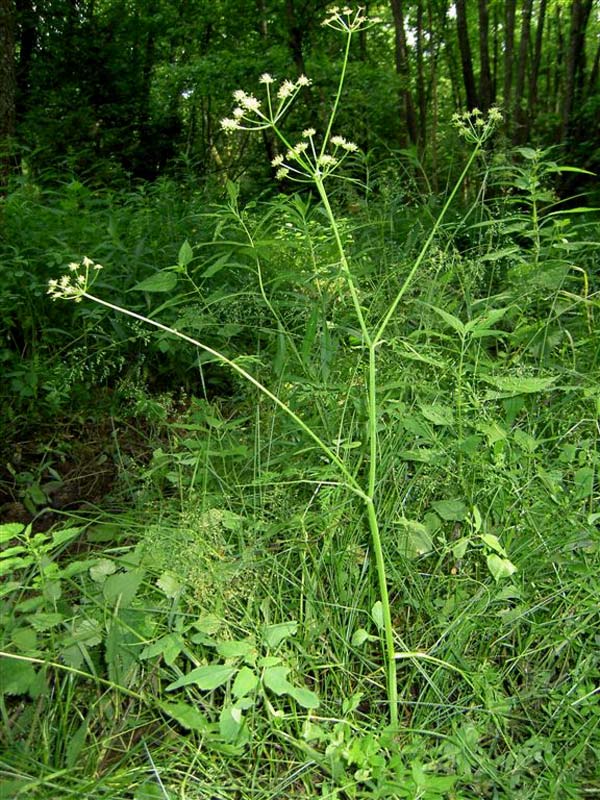 Plantsnap – Identify Plants, Trees, Mushrooms With An App