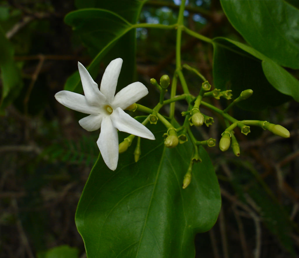 How To Care For Wild Jasmine Complete Plant Care Guide Plantsnap