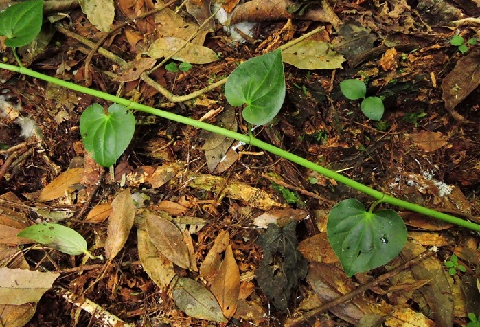 Plantsnap – Identify Plants, Trees, Mushrooms With An App