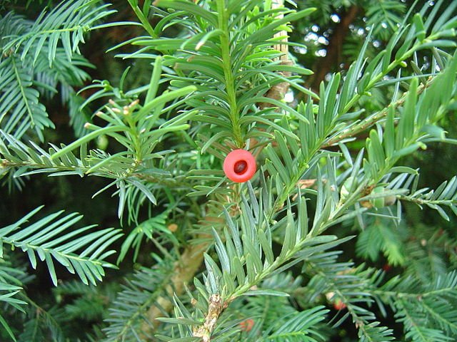 Chinese catkin yew - Plantsnap - Identify Plants, Trees, Mushrooms With ...