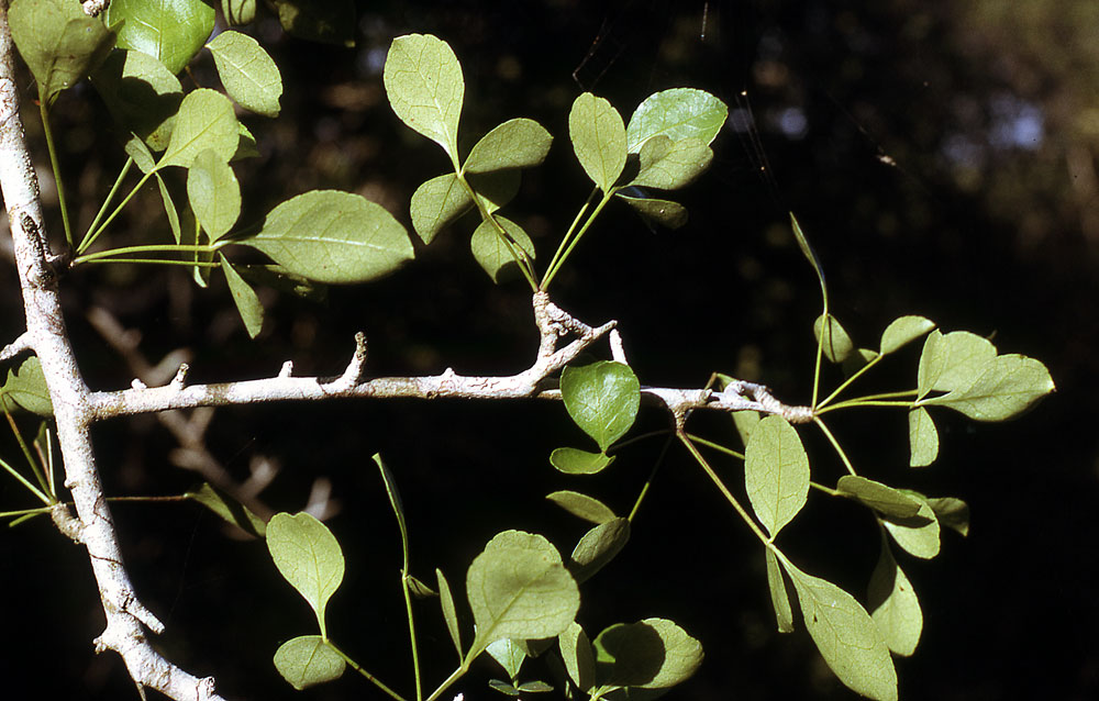 Plantsnap – Identify Plants, Trees, Mushrooms With An App