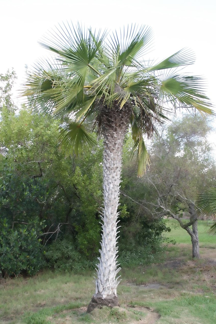 Plantsnap – Identify Plants, Trees, Mushrooms With An App