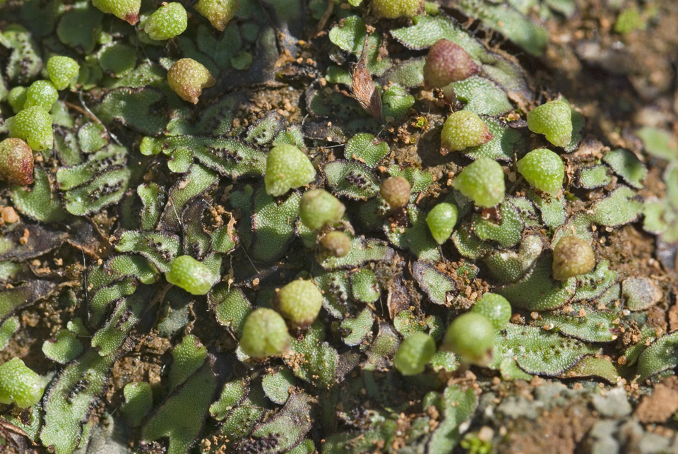 Plantsnap – Identify Plants, Trees, Mushrooms With An App