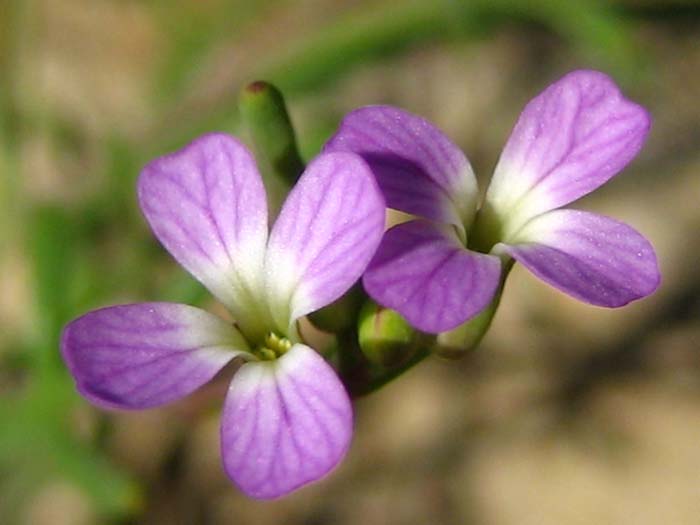 Plantsnap – Identify Plants, Trees, Mushrooms With An App