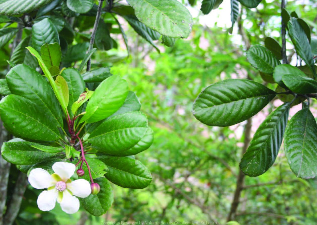 Plantsnap – Identify Plants, Trees, Mushrooms With An App