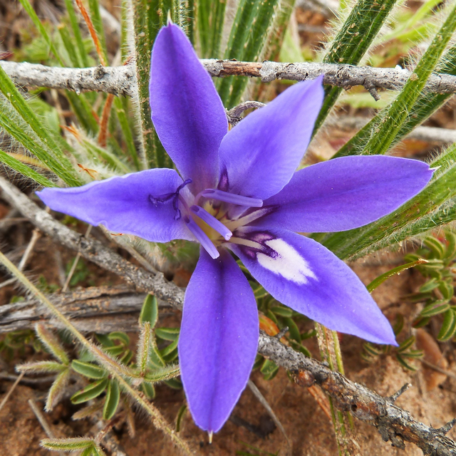 Plantsnap – Identify Plants, Trees, Mushrooms With An App