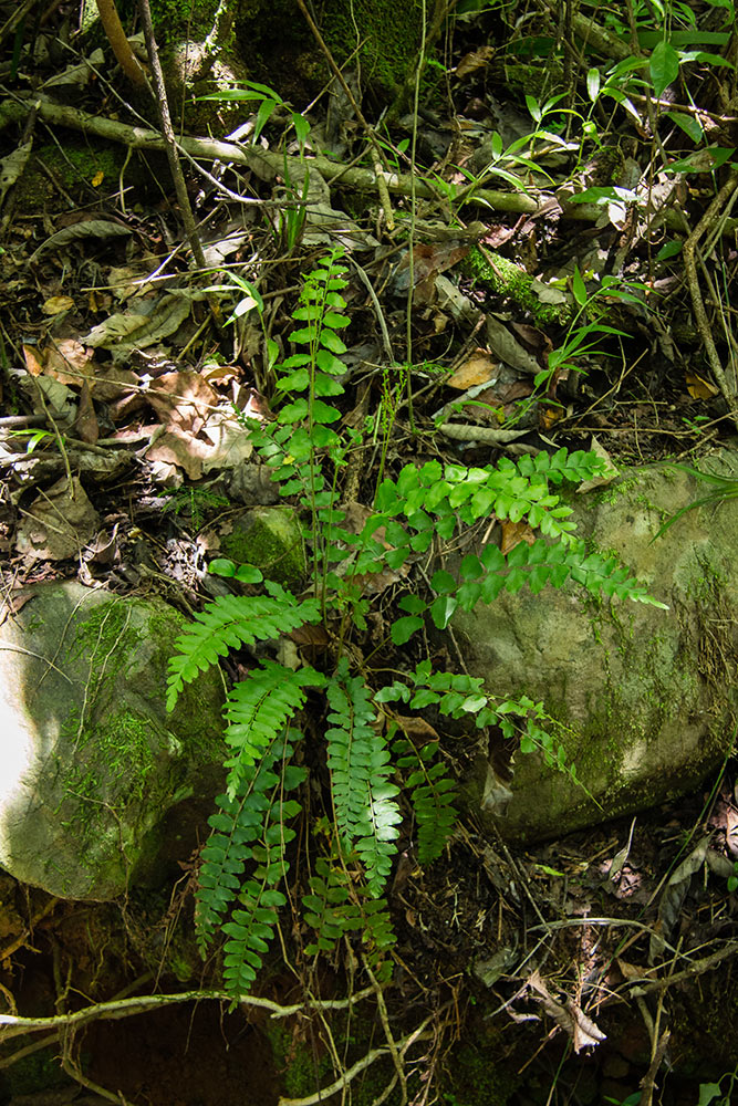 How to care for Drege's anemia fern - Complete Plant Care Guide ...