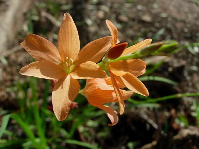 Plantsnap – Identify Plants, Trees, Mushrooms With An App