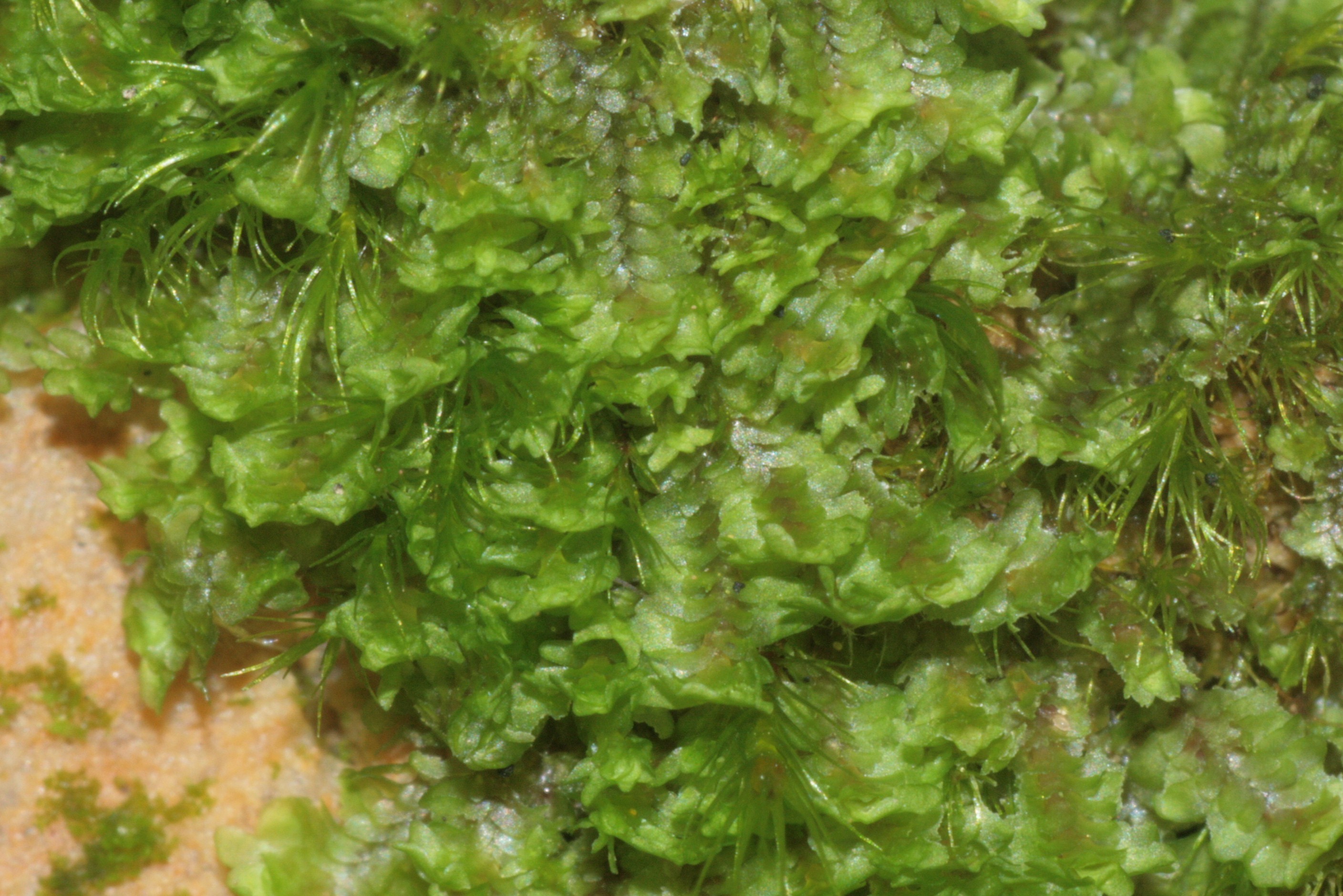 Plantsnap Identify Plants Trees Mushrooms With An App Plantsnap Identify Plants Trees Mushrooms With An App