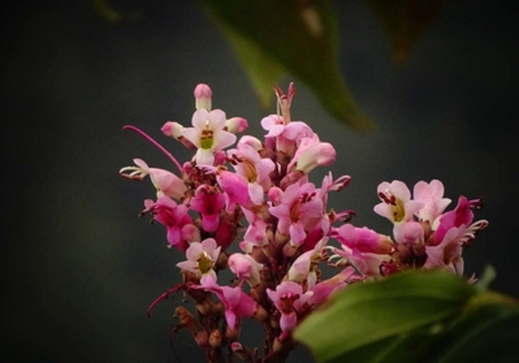 Plantsnap – Identify Plants, Trees, Mushrooms With An App