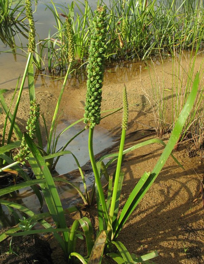 Plantsnap – Identify Plants, Trees, Mushrooms With An App