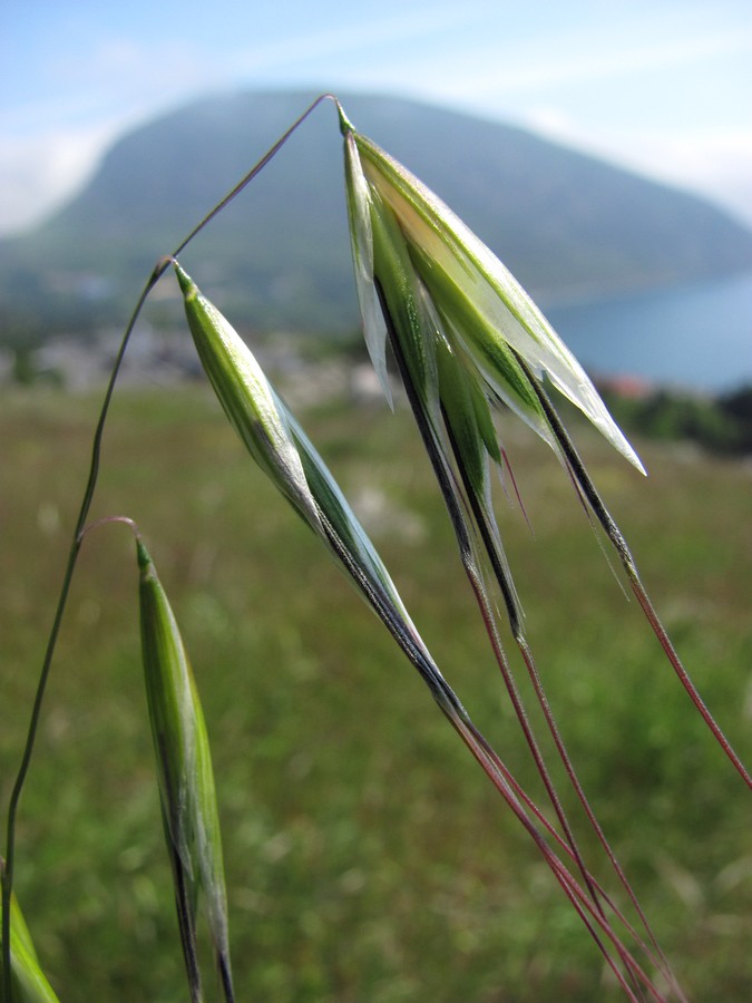 Plantsnap – Identify Plants, Trees, Mushrooms With An App