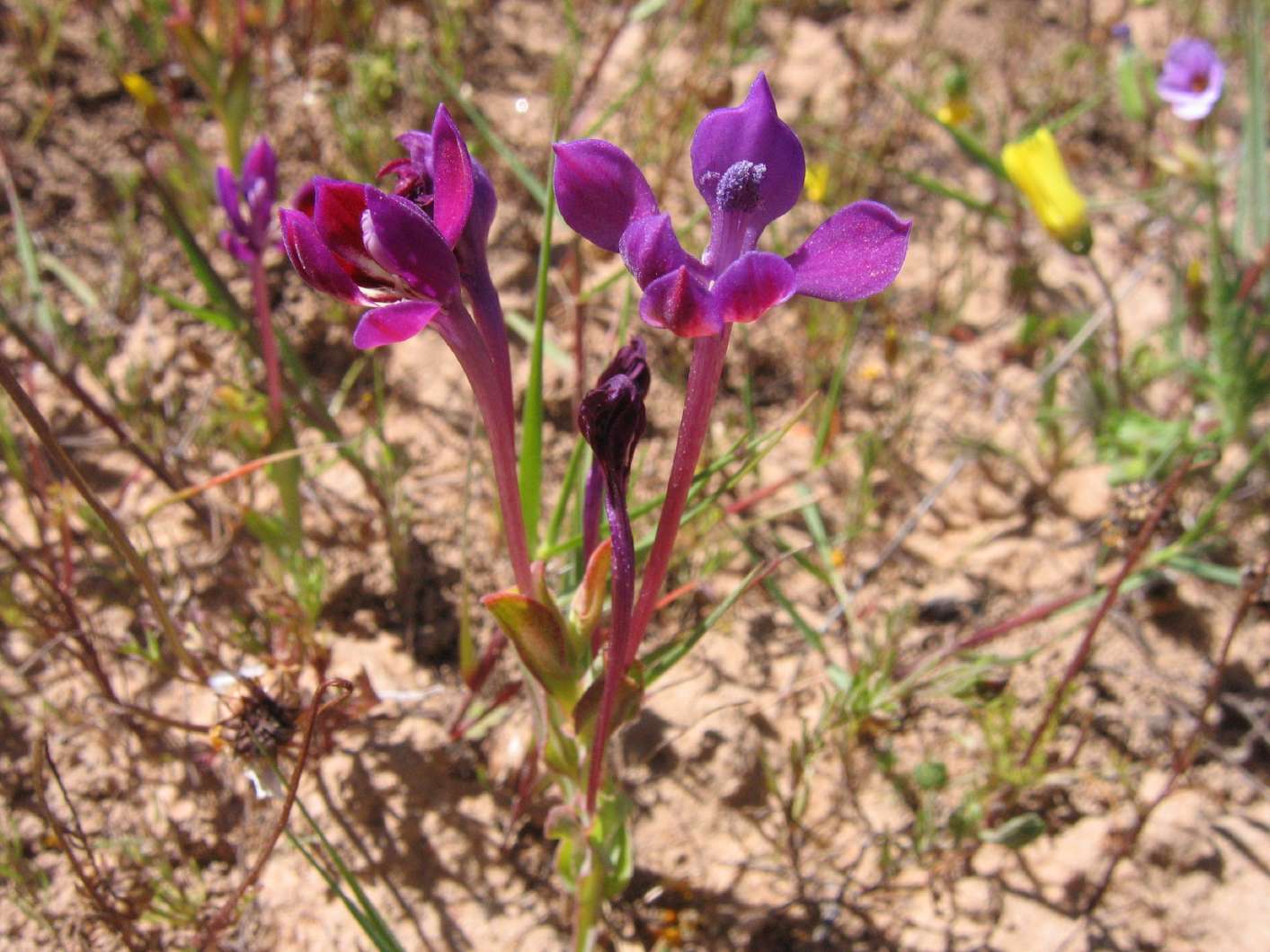 Plantsnap – Identify Plants, Trees, Mushrooms With An App