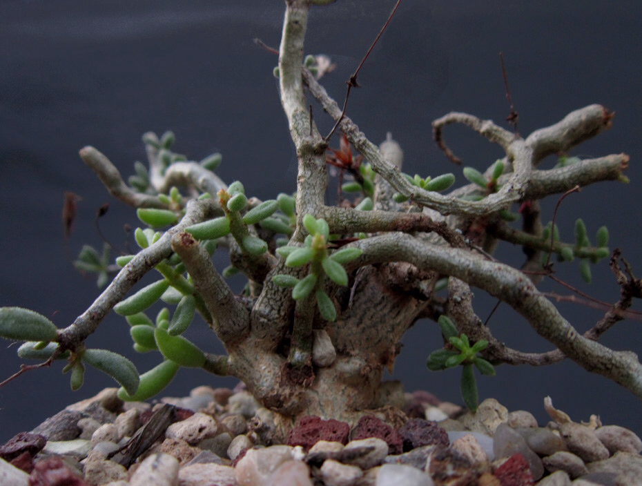 Plantsnap – Identify Plants, Trees, Mushrooms With An App