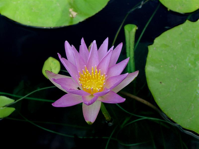 Plantsnap – Identify Plants, Trees, Mushrooms With An App