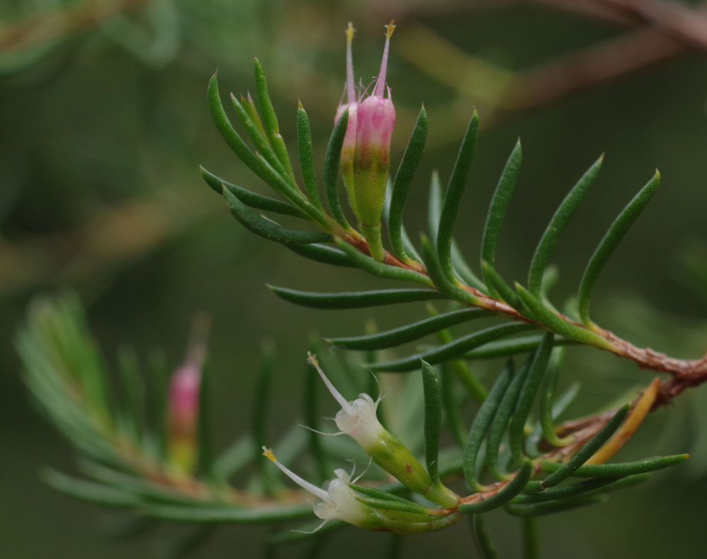 Plantsnap – Identify Plants, Trees, Mushrooms With An App
