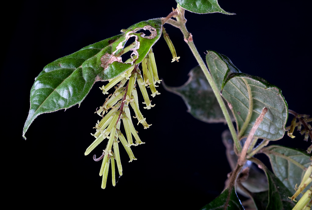 How to care for Hairy polyosma - Complete Plant Care Guide | PlantSnap ...