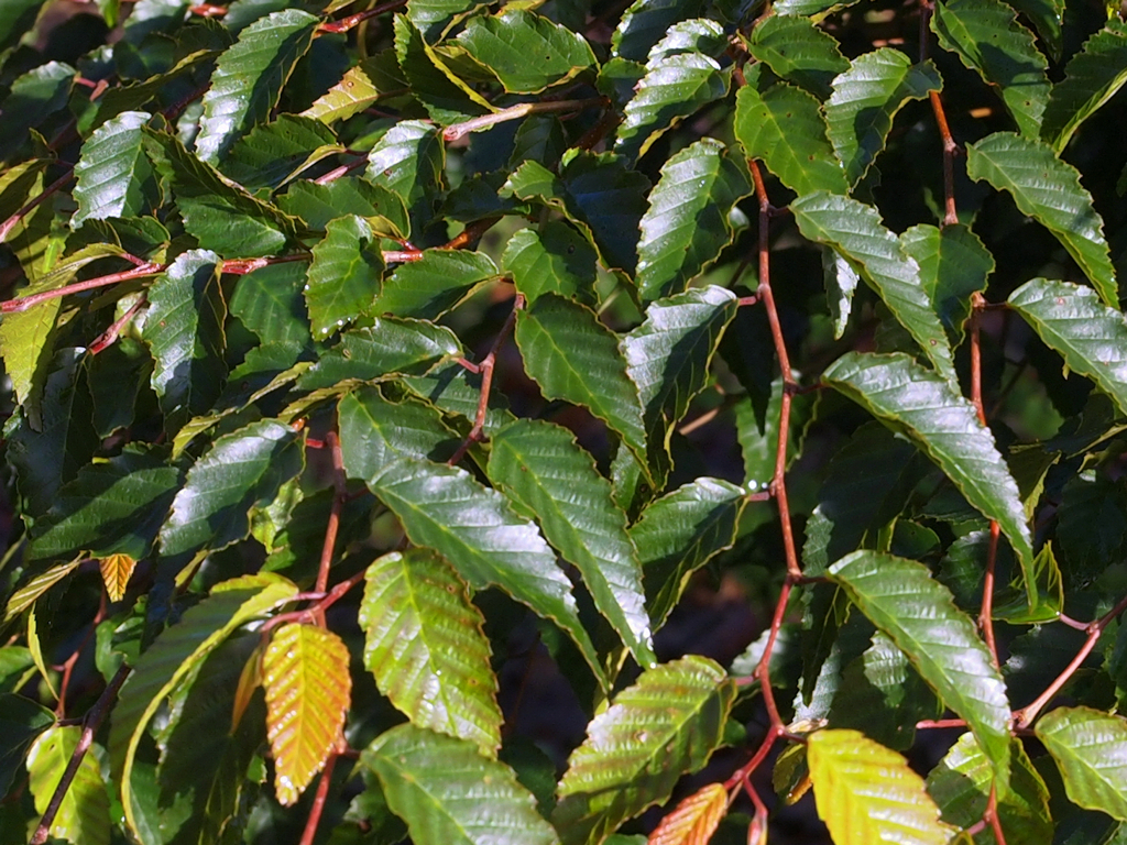 Plantsnap – Identify Plants, Trees, Mushrooms With An App