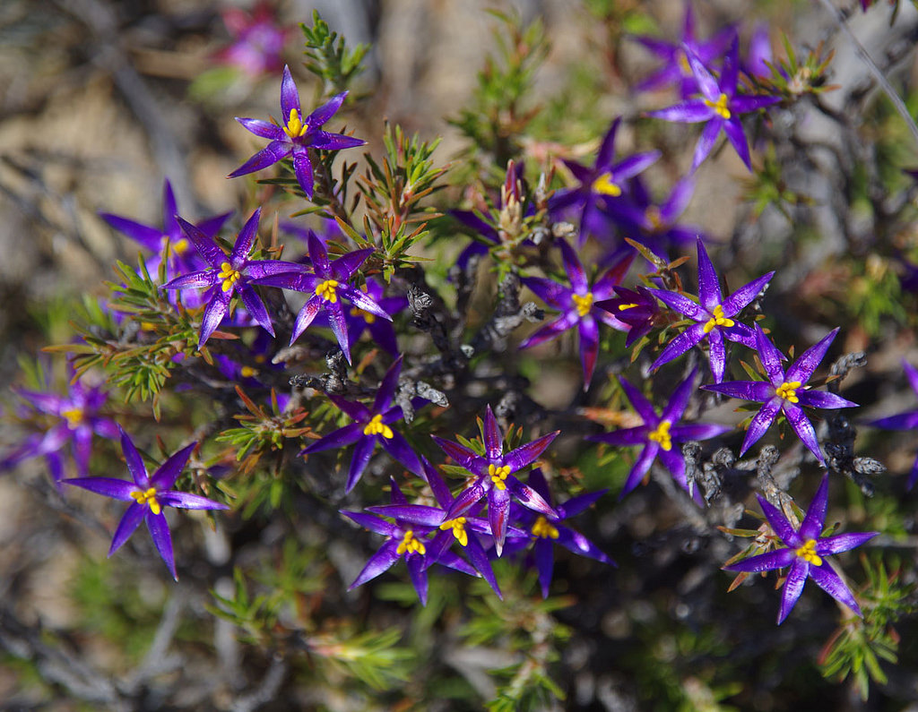 Plantsnap – Identify Plants, Trees, Mushrooms With An App