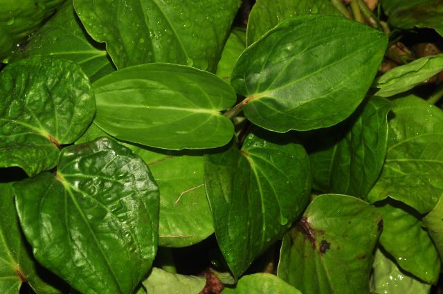 Plantsnap – Identify Plants, Trees, Mushrooms With An App