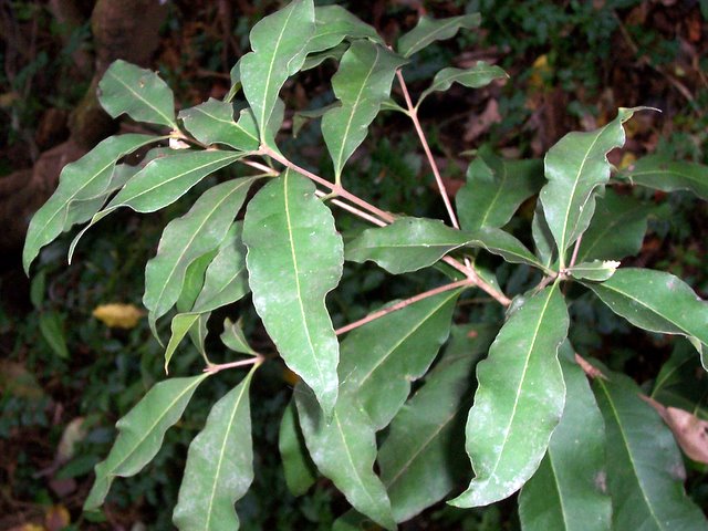 Plantsnap – Identify Plants, Trees, Mushrooms With An App