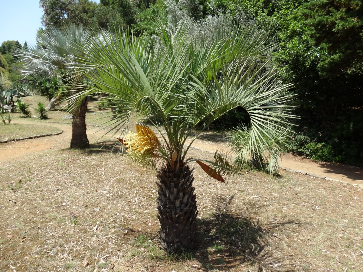 Plantsnap – Identify Plants, Trees, Mushrooms With An App