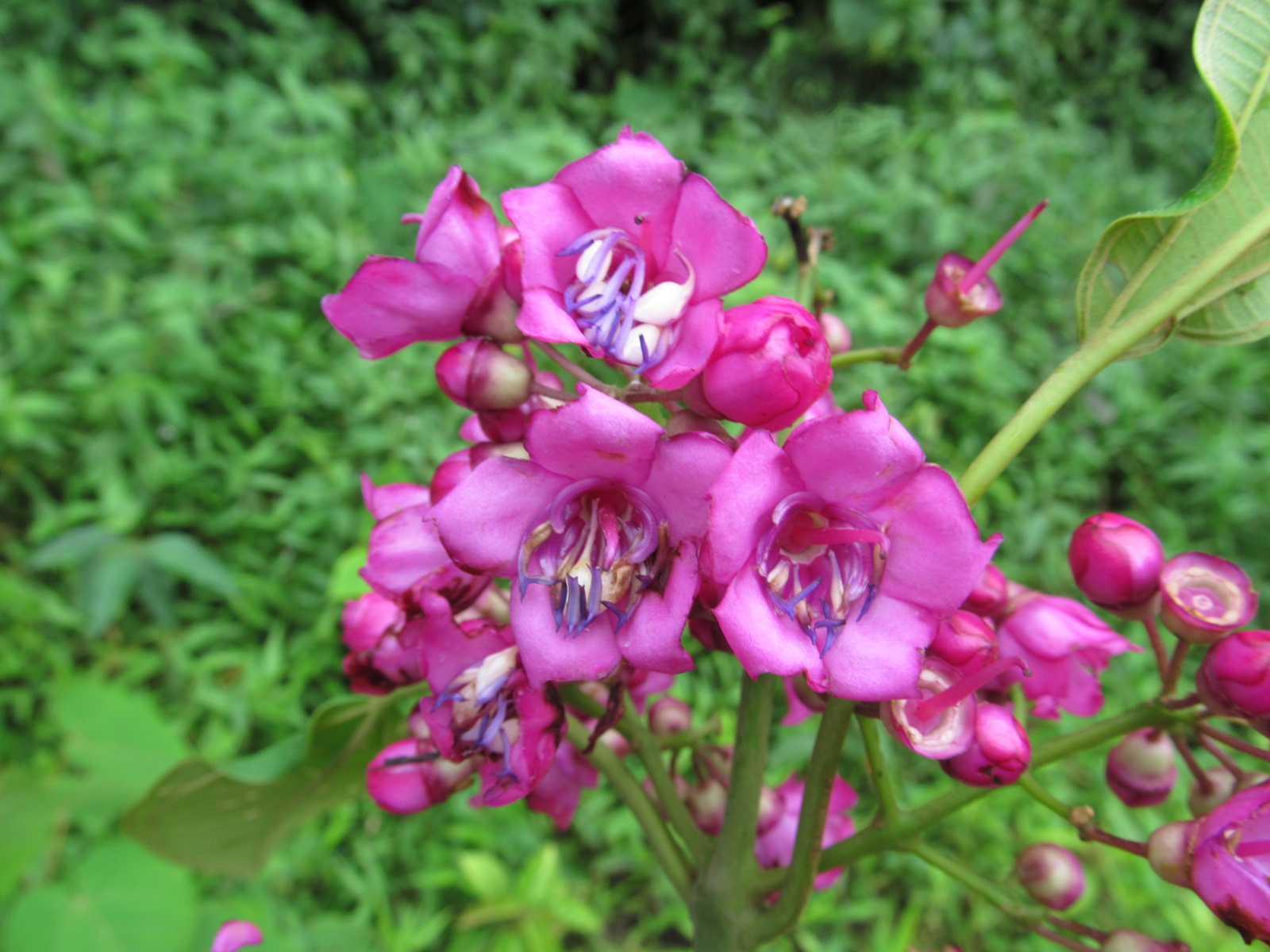 Plantsnap – Identify Plants, Trees, Mushrooms With An App