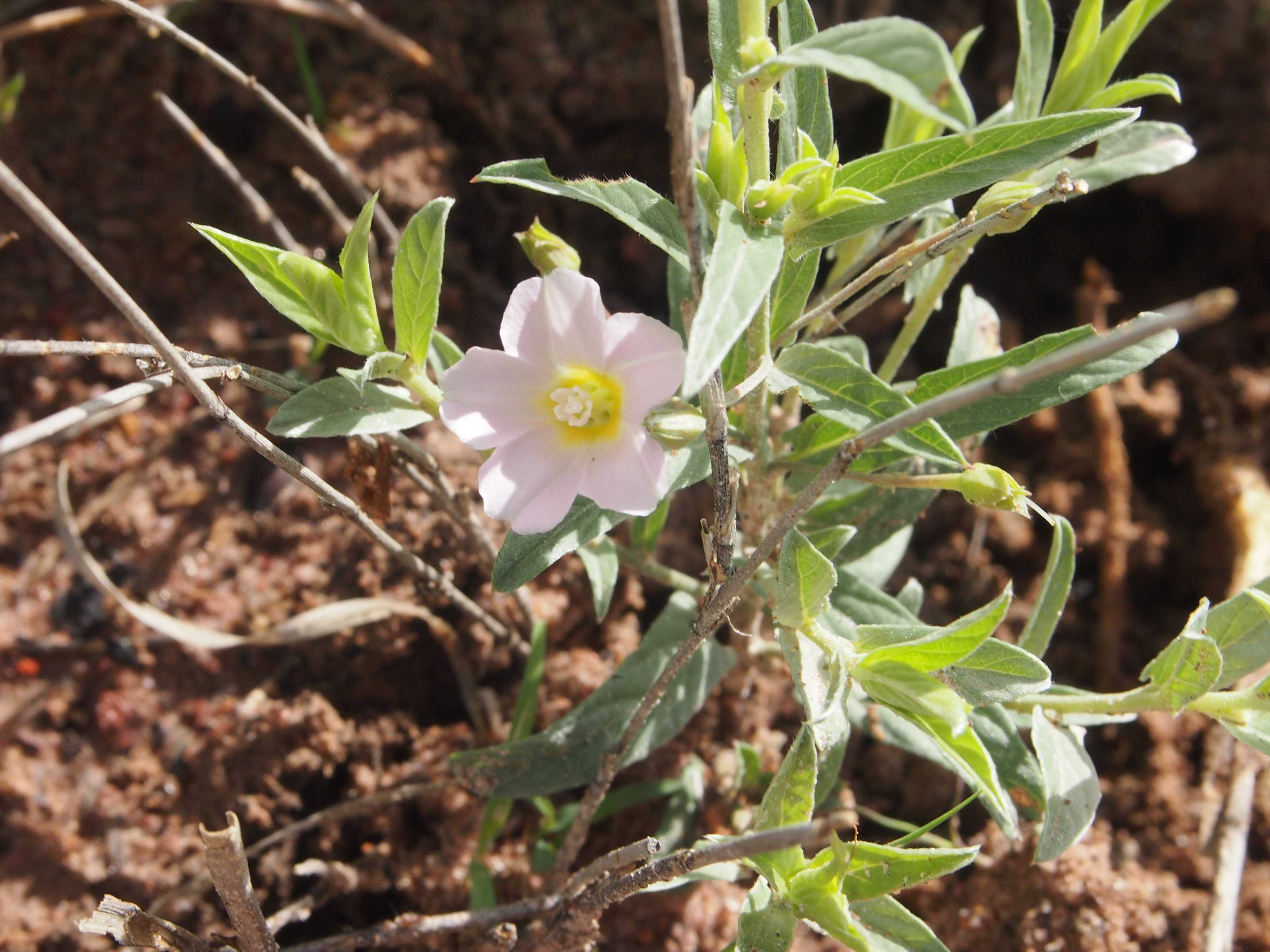 Plantsnap – Identify Plants, Trees, Mushrooms With An App