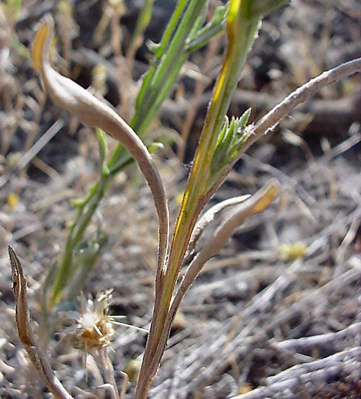 Plantsnap – Identify Plants, Trees, Mushrooms With An App