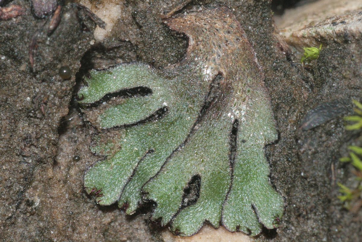 Plantsnap – Identify Plants, Trees, Mushrooms With An App