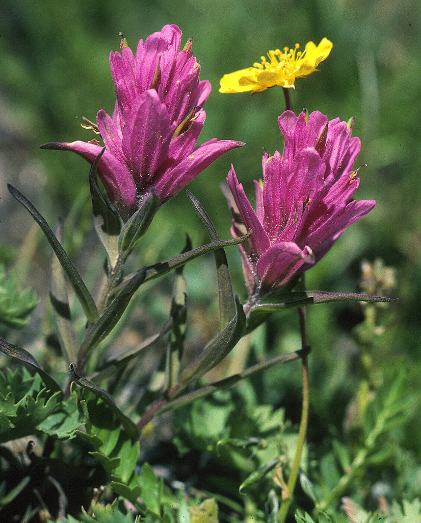 Plantsnap – Identify Plants, Trees, Mushrooms With An App