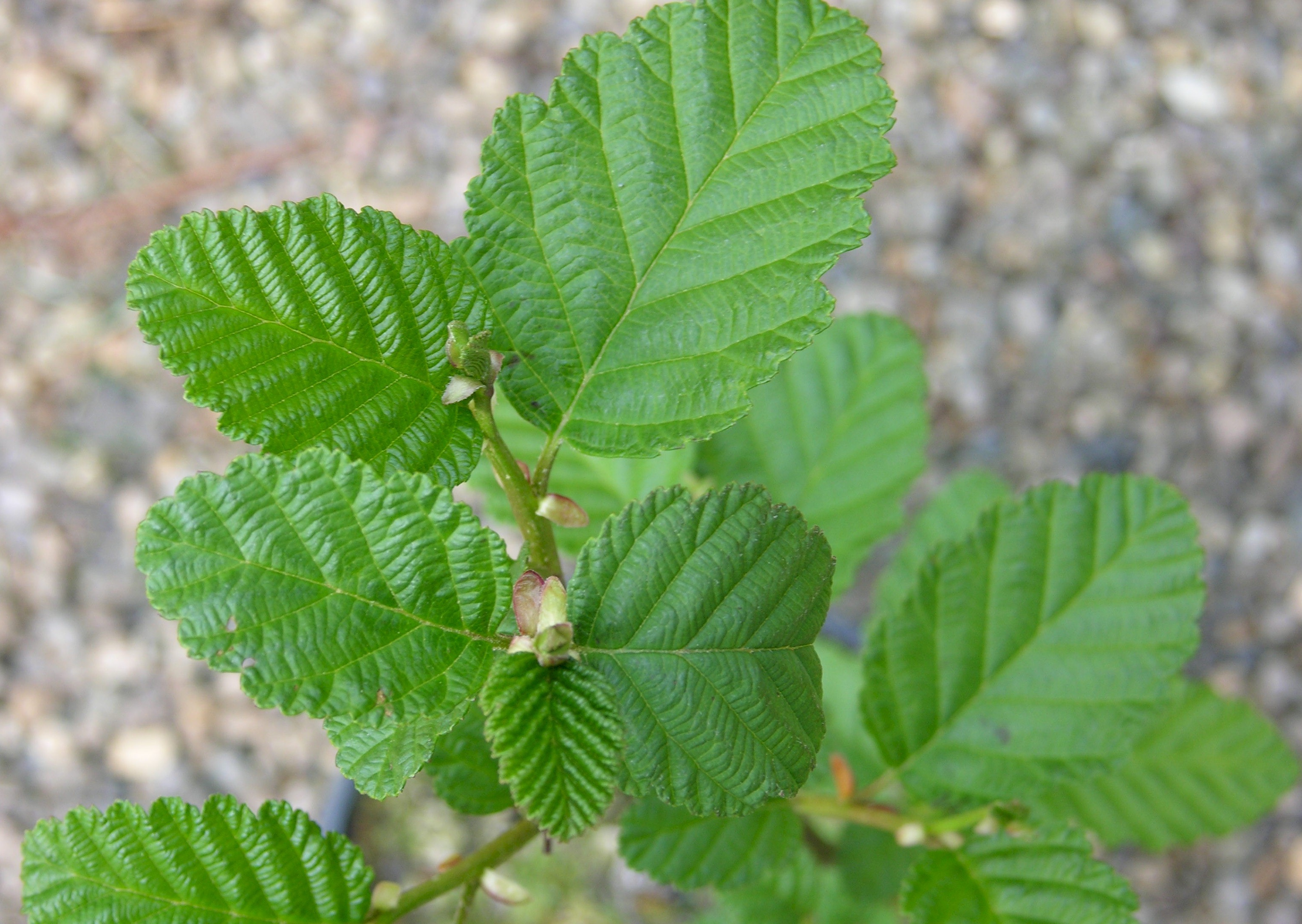 How to care for Red alder - Complete Plant Care Guide | PlantSnap ...