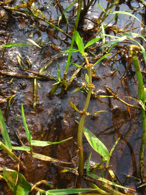 Plantsnap – Identify Plants, Trees, Mushrooms With An App