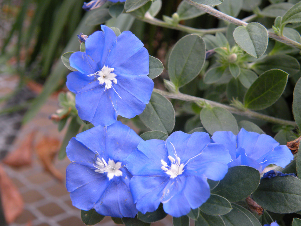 Plantsnap – Identify Plants, Trees, Mushrooms With An App