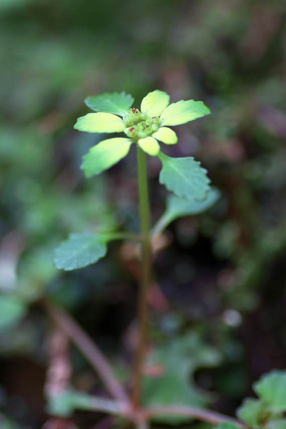 Plantsnap – Identify Plants, Trees, Mushrooms With An App