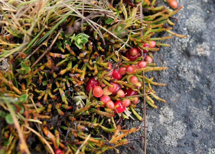 Plantsnap – Identify Plants, Trees, Mushrooms With An App