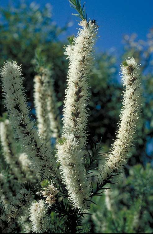 Ribbed hakea - Plantsnap - Identify Plants, Trees, Mushrooms With An App