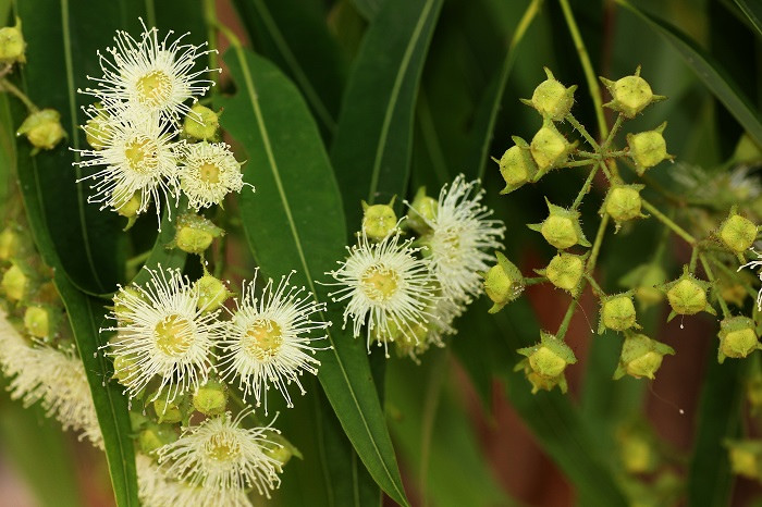 Plantsnap – Identify Plants, Trees, Mushrooms With An App